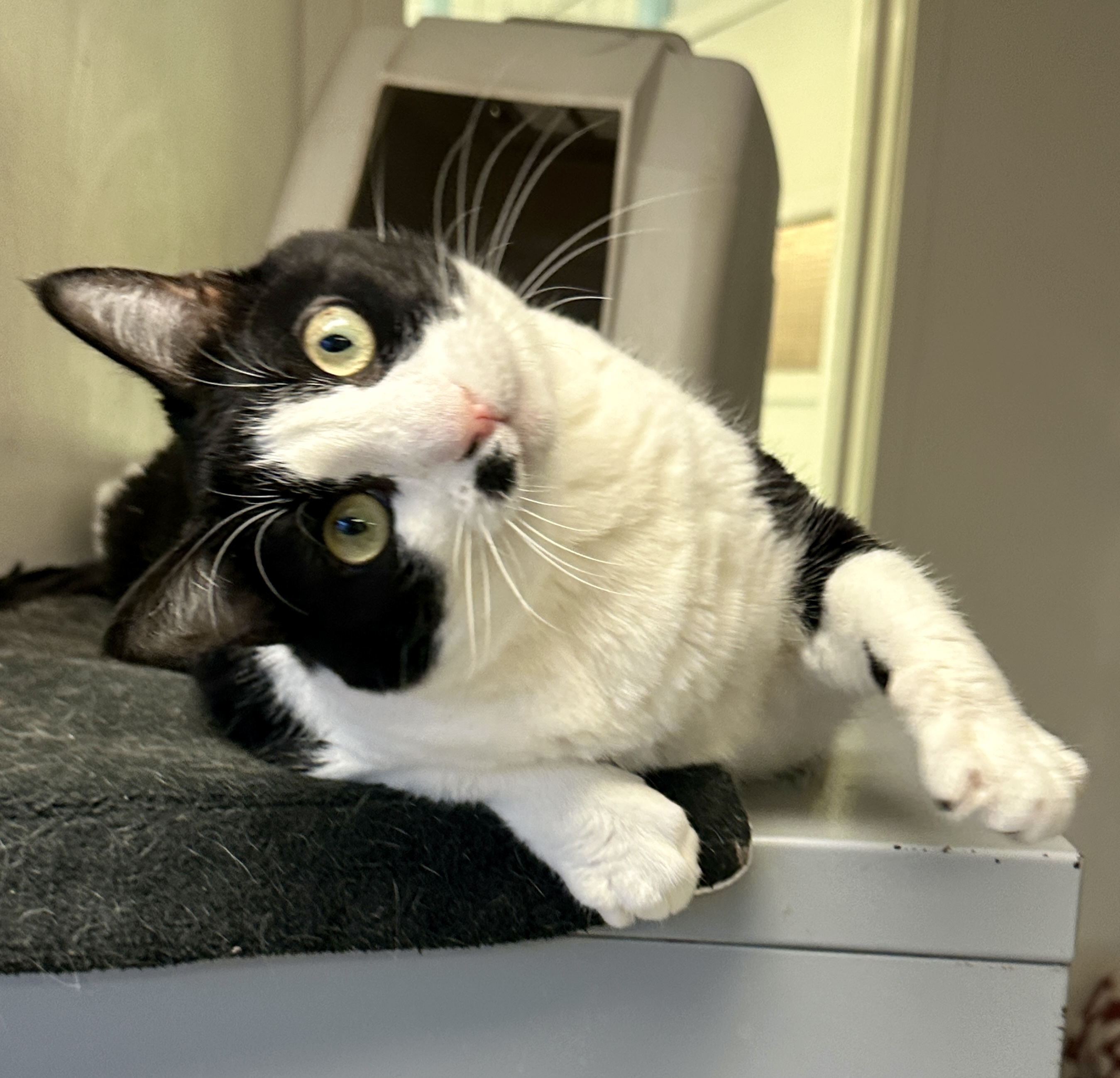Adoptable Cats - Alaska Humane Society