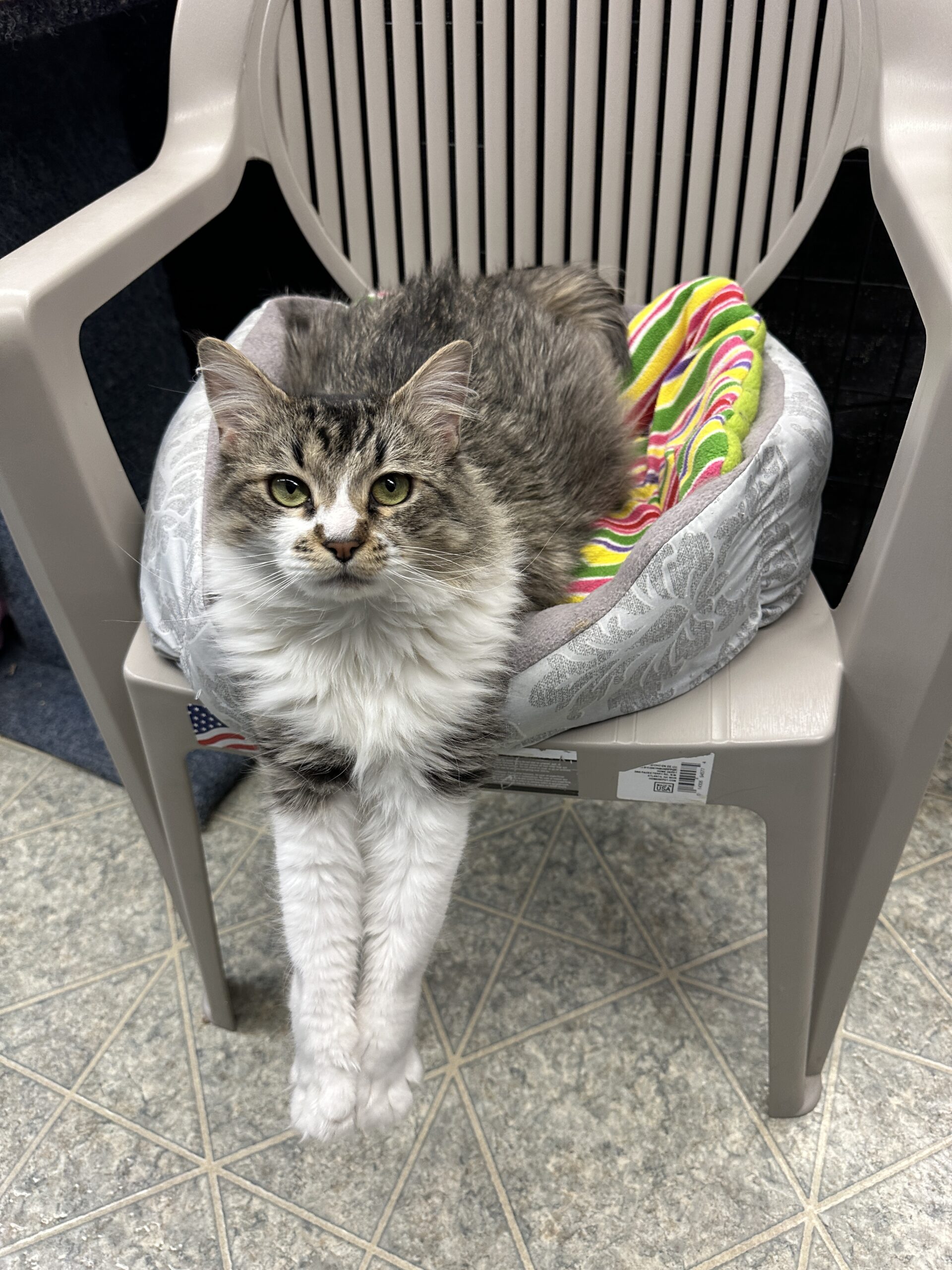 Adoptable Cats - Alaska Humane Society