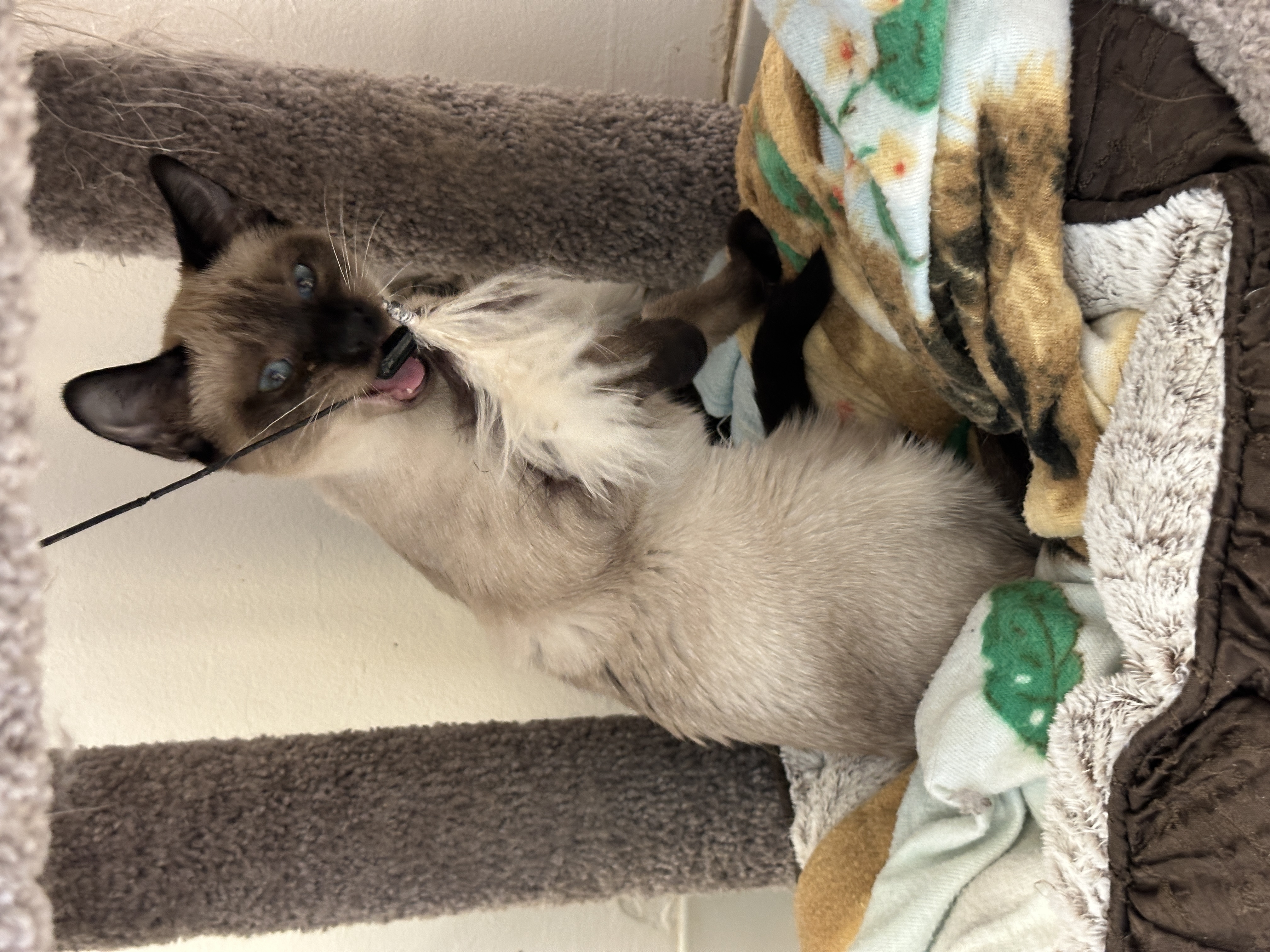 Adoptable Cats - Alaska Humane Society