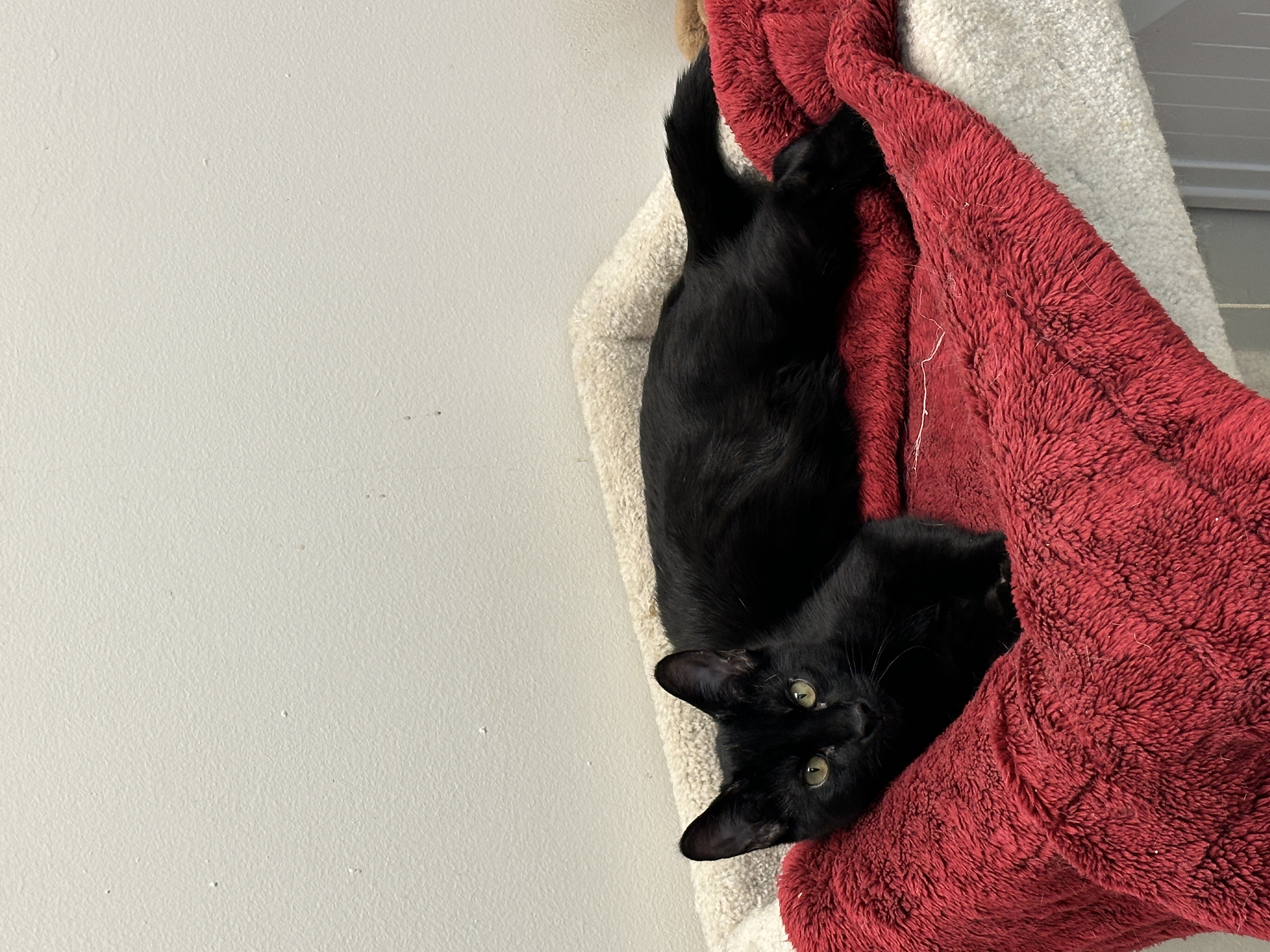 Adoptable Cats - Alaska Humane Society