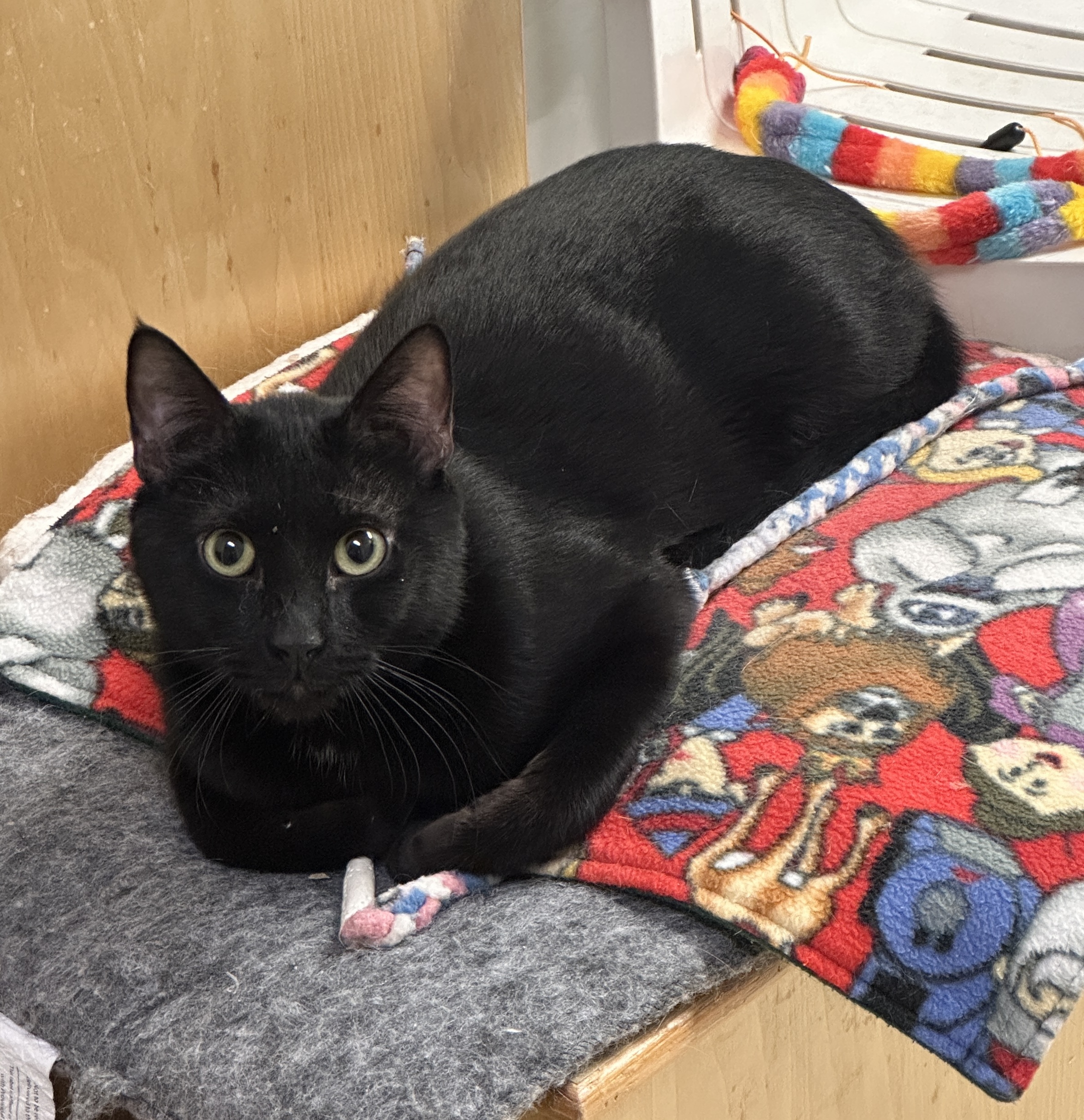 Adoptable Cats - Alaska Humane Society