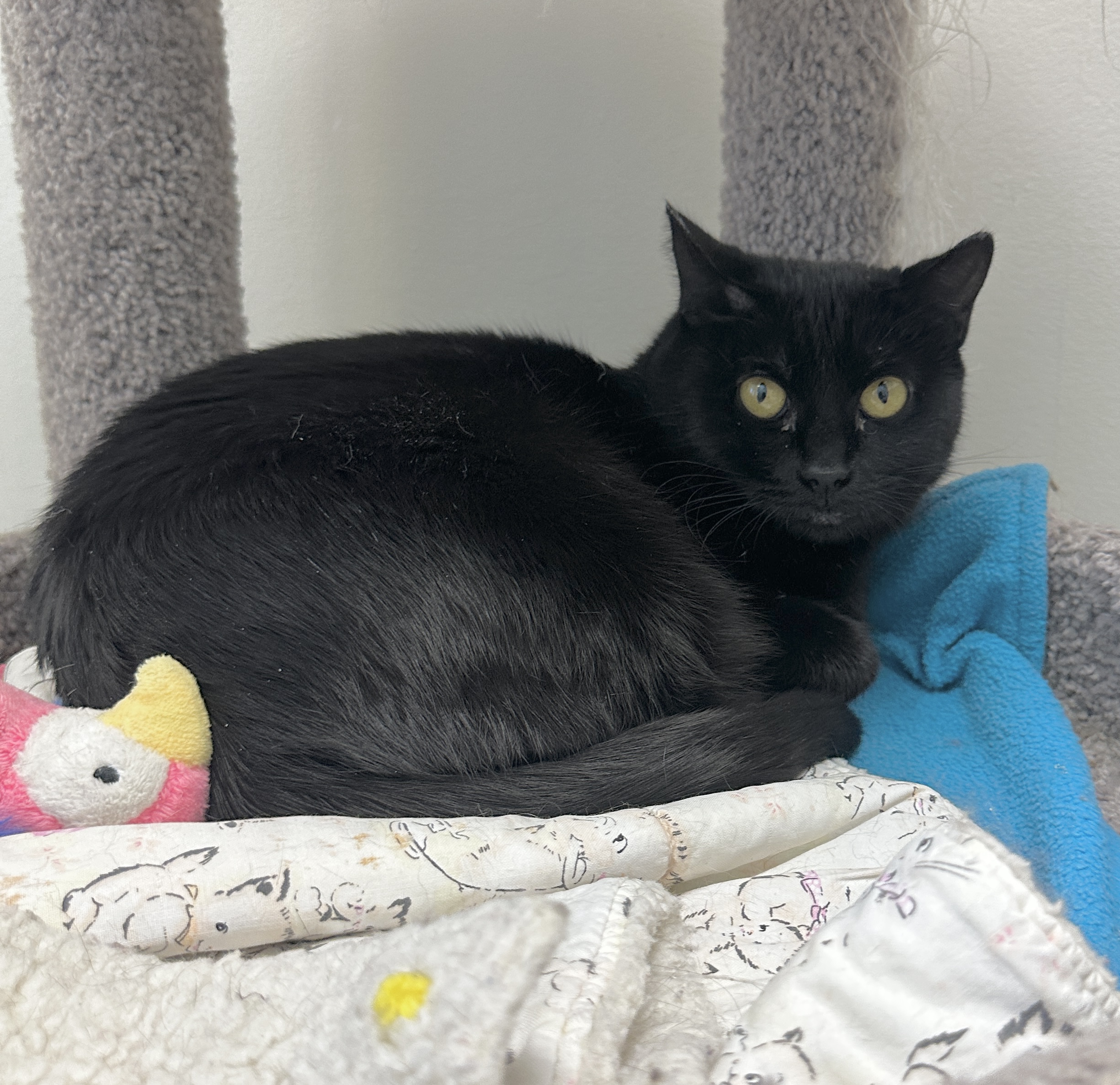 Adoptable Cats - Alaska Humane Society